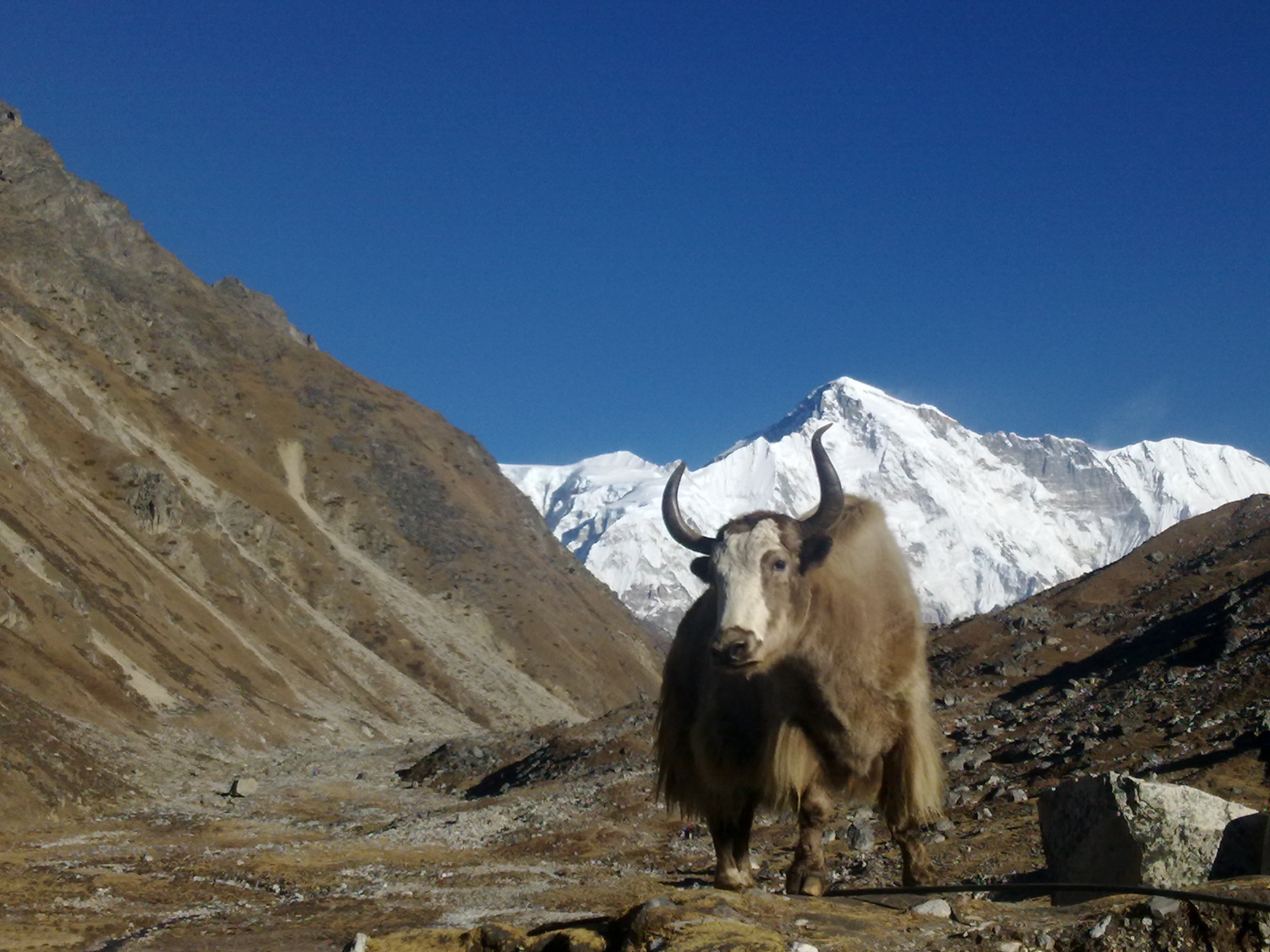 Annapurna Conservation Area Project (ACAP)